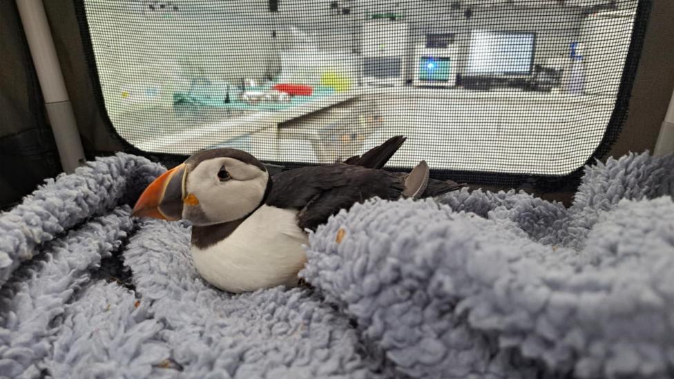 Puffin found roaming in Herefordshire garden - BBC News