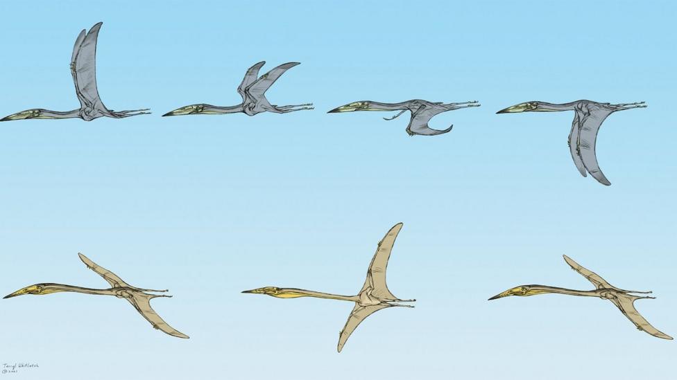 How did pterosaurs become giants of the sky? - BBC Newsround