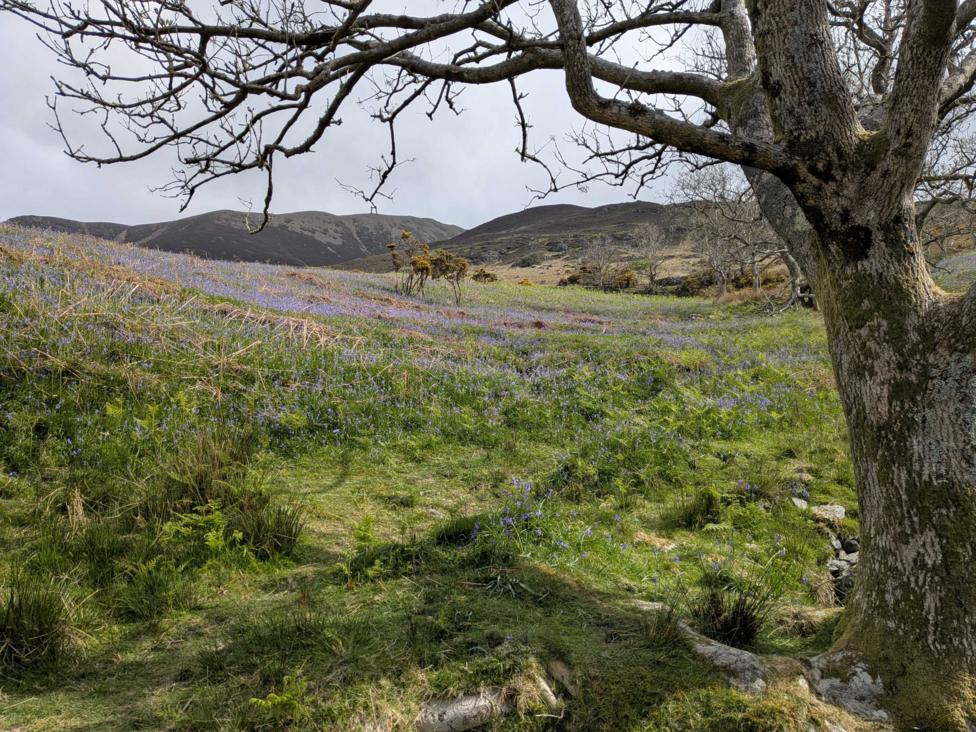 Bluebells display returns to Lake District valley - BBC News