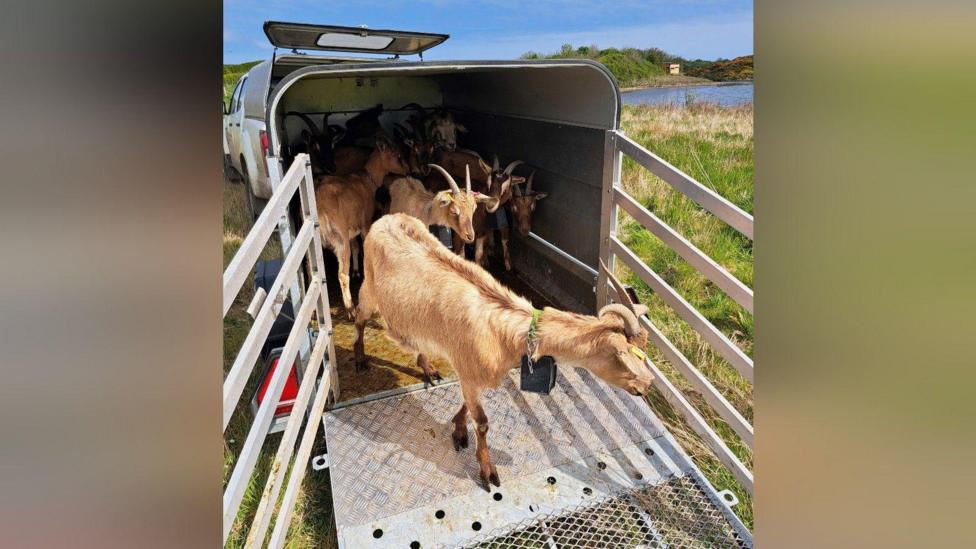 Northumberland goats GPS tracker scheme to be expanded - BBC News