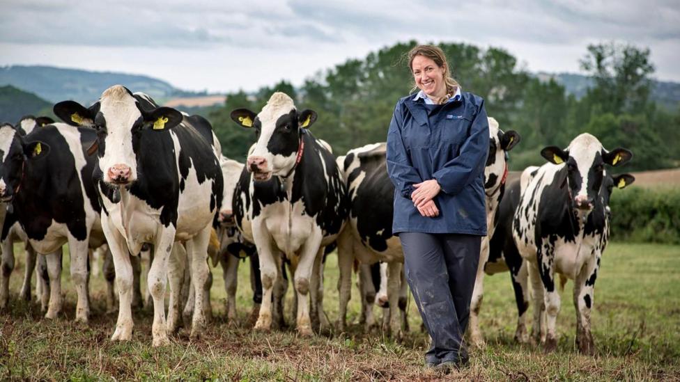Bluetongue vaccine scepticism affecting jab uptake for sheep and cows ...
