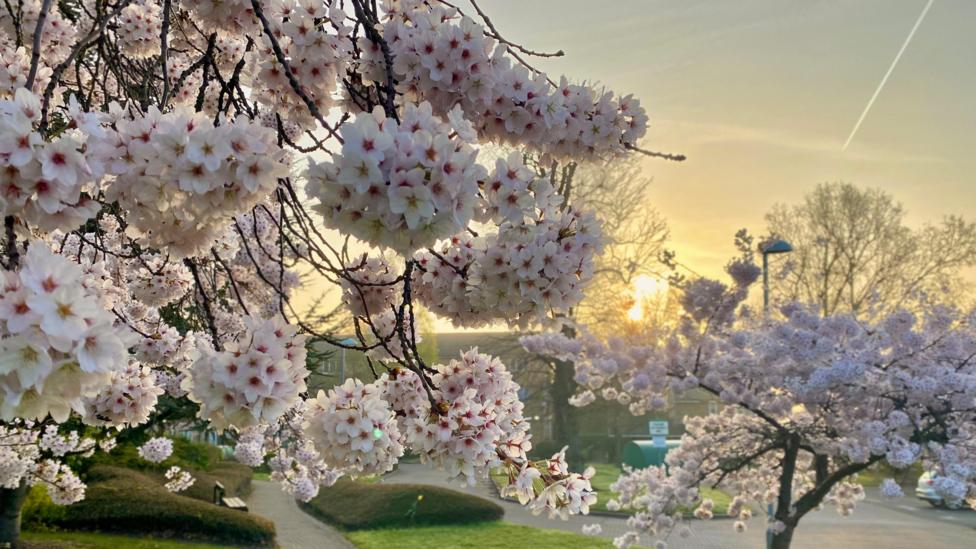 Spring blossoms can help you feel happy, National Trust says - BBC News