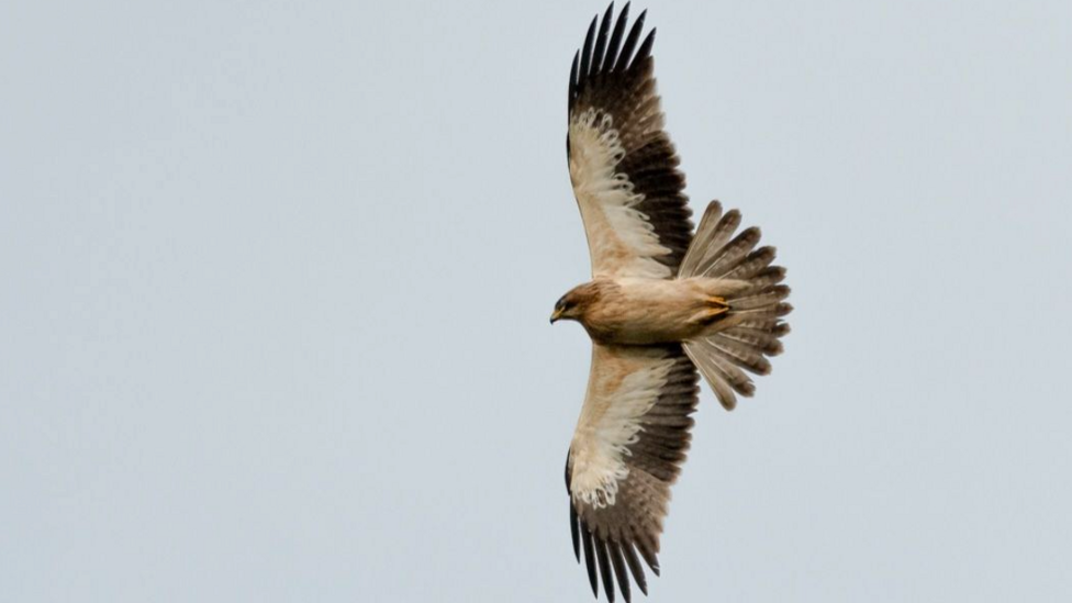 Booted eagle sighting in Cornwall delights birdwatchers - BBC News