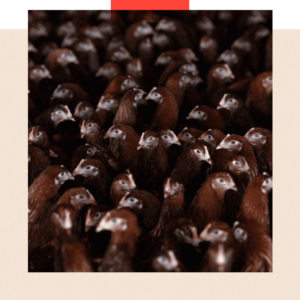 The great gene editing debate: can it be safe and ethical? - BBC News