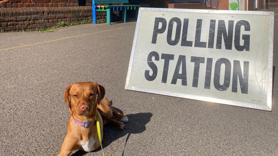 General election 2024: Check out these dogs at polling stations - BBC ...