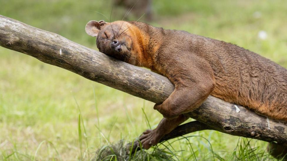 A rare fossa has arrived at Chester Zoo - BBC Newsround