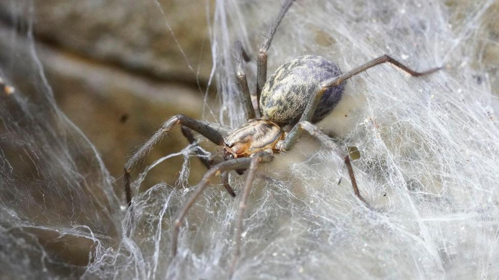 World's biggest spider's web discovered in cave - BBC Newsround