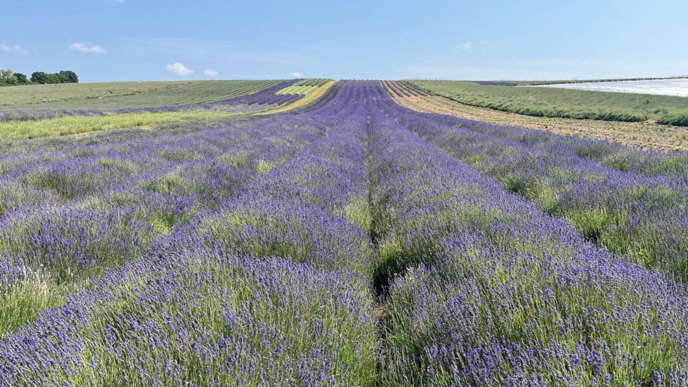 Lavender fields in Hitchin open a week early after a dry spring - BBC News