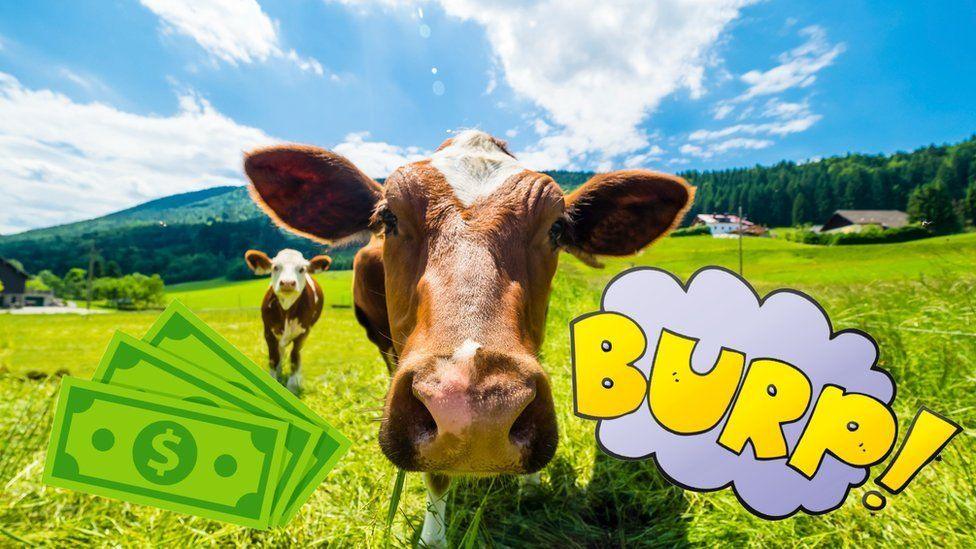 New Zealand government to reverses tax on animal burps - BBC Newsround