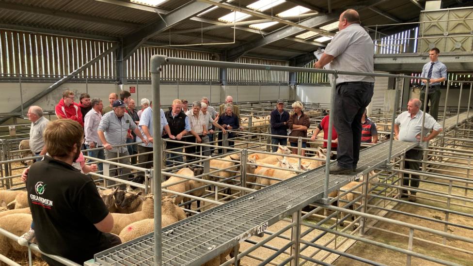 Bluetongue vaccine scepticism affecting jab uptake for sheep and cows ...