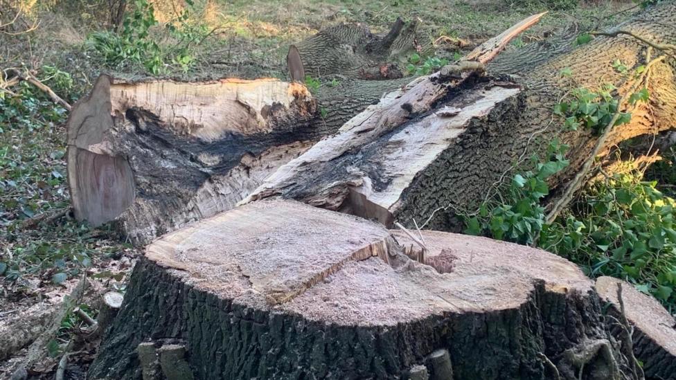 Tandridge council warns over trees cut down for developments - BBC News