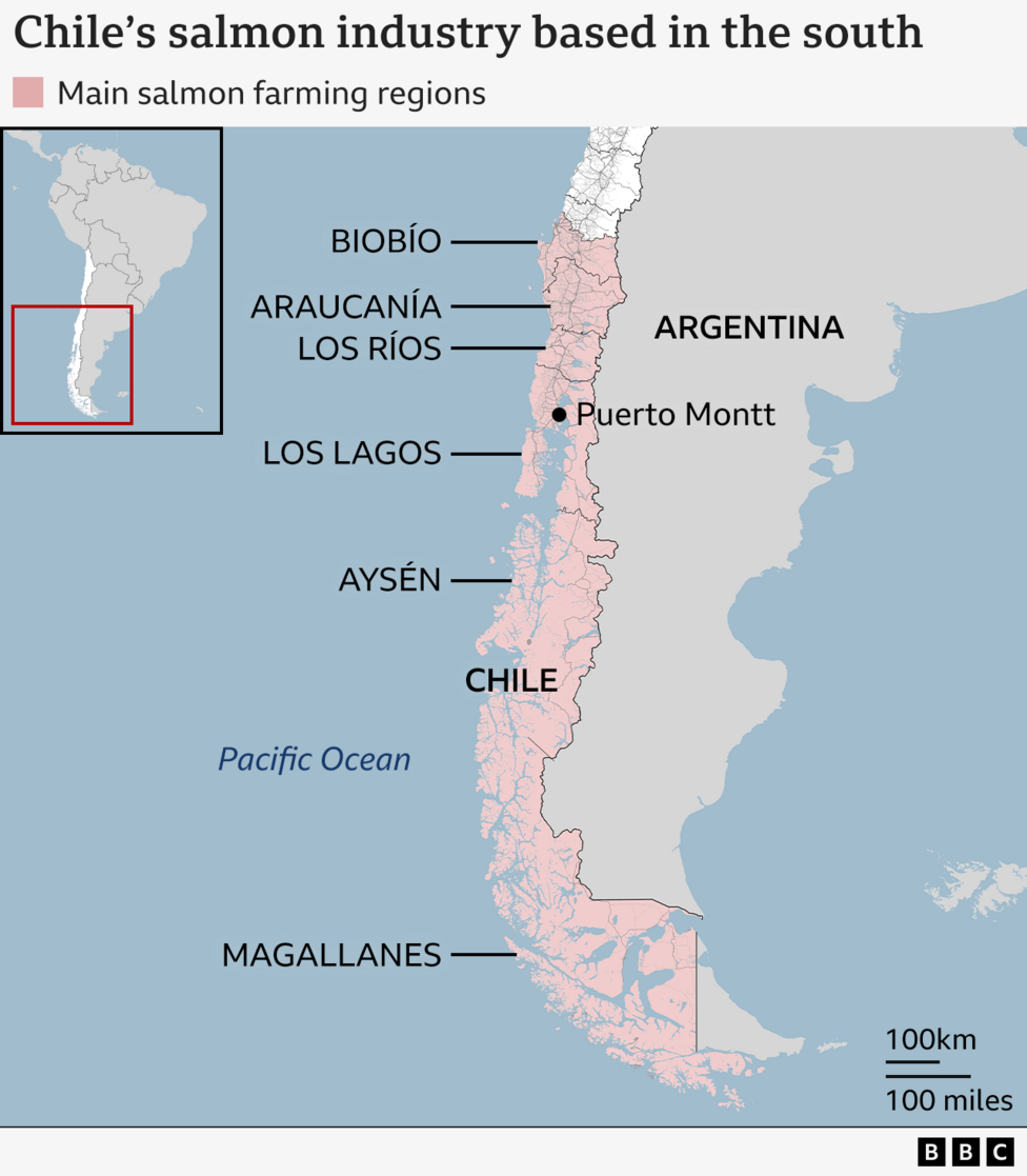 Chile's salmon farms hope for calmer waters - BBC News