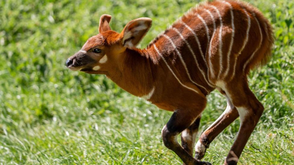 Second endangered bongo calf born at Woburn Safari Park - BBC News