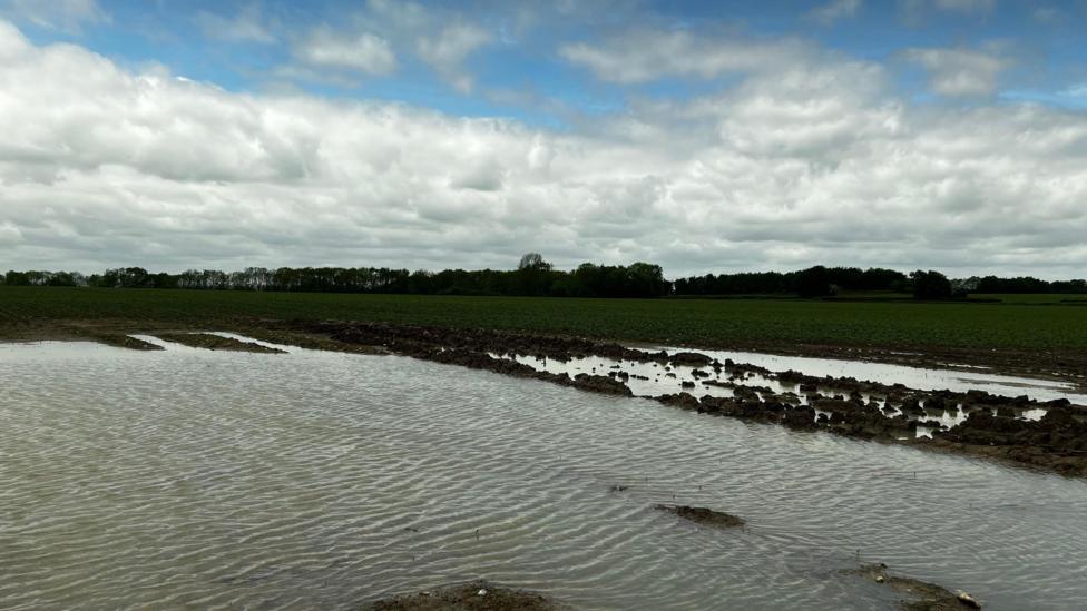 After the floods: Less wheat in a "catastrophic year" on farms - BBC News
