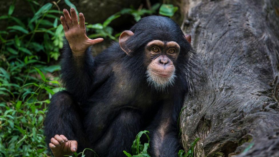 Wildlife: Do chimps have rhythm? - BBC Newsround