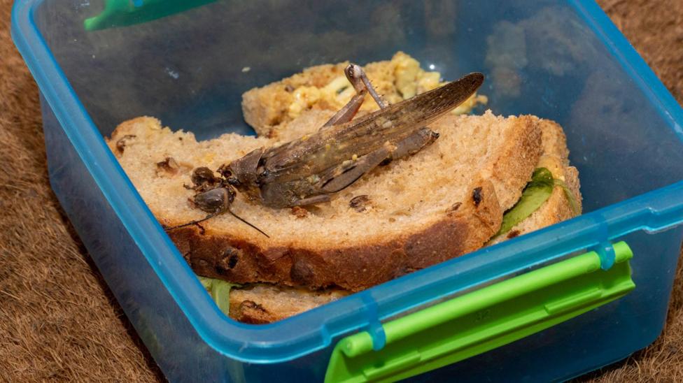 Darlington builder nearly eats locust found in salad bag - BBC News
