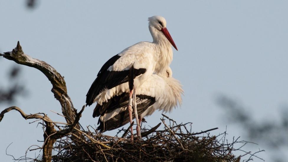 The UK has its very first 'stork village' - BBC Newsround
