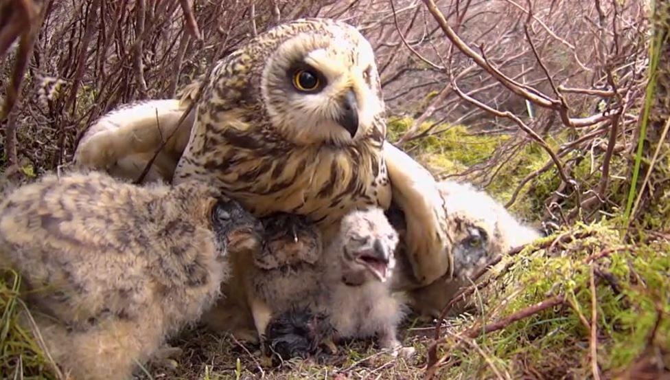 'Remarkable' owl seen on Springwatch for first time - BBC News