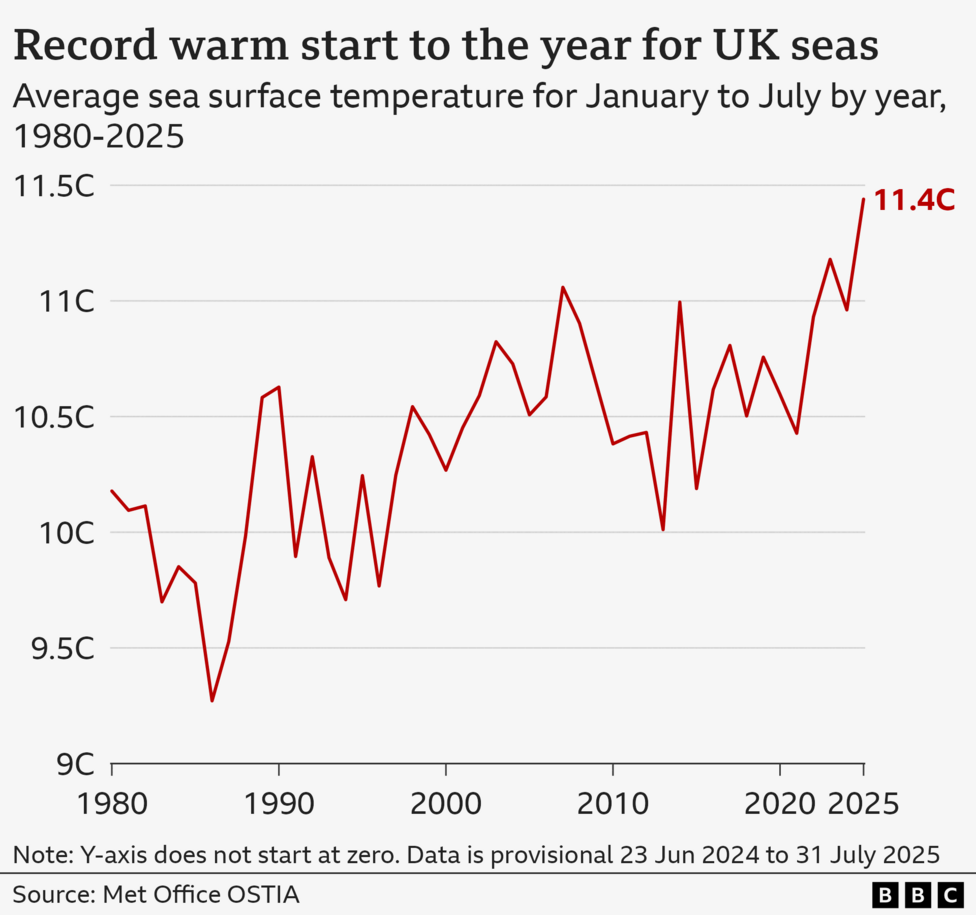 Record warm seas help to bring extraordinary species to UK waters - BBC ...