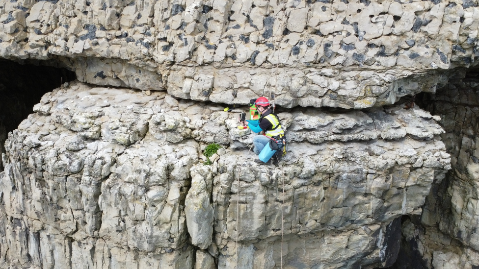 Fears for loss of tiny Dorset Dancing Ledge puffin colony - BBC News