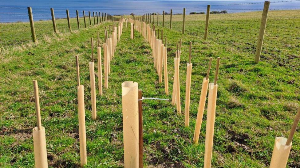 Hedges capture more carbon than grassland - University of Leeds study ...