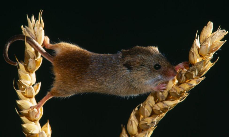 Tarras Valley Nature Reserve searched for UK's smallest mouse - BBC News