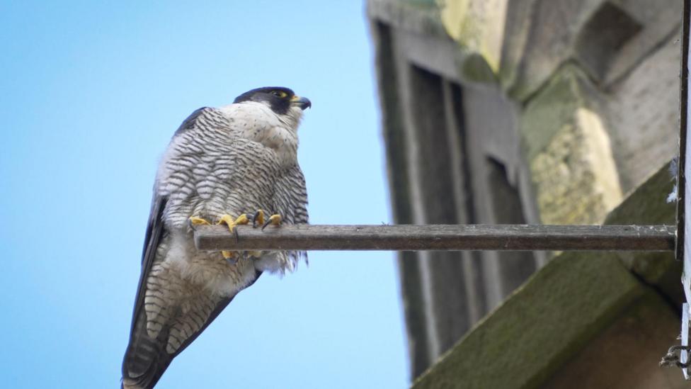 Peregrine falcons return to Sheffield city centre nest - BBC News