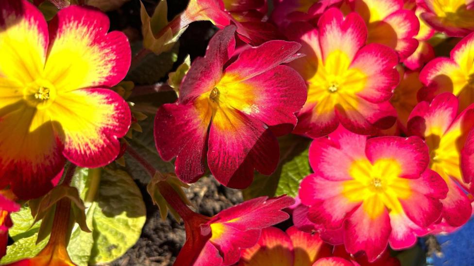 BBC Weather Watchers West Midlands: Lambs, ducks and blooms - BBC News