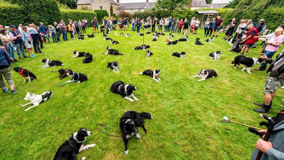 Hopes Northumberland border collie reunion is 'biggest yet' - BBC News