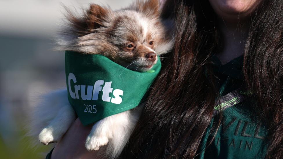 Crufts 2026: Everything you need to know about the Birmingham event ...