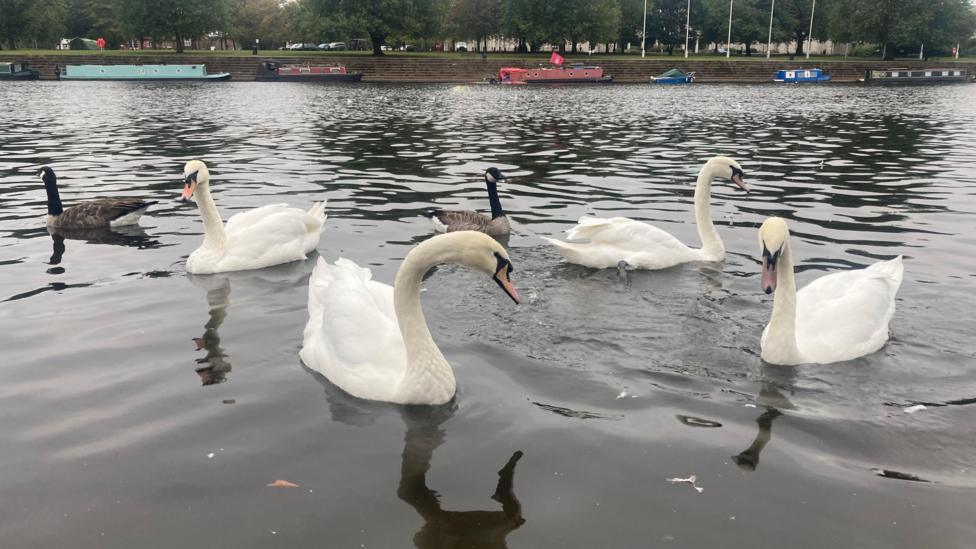 Nottingham man finds sense of purpose through helping swans - BBC News