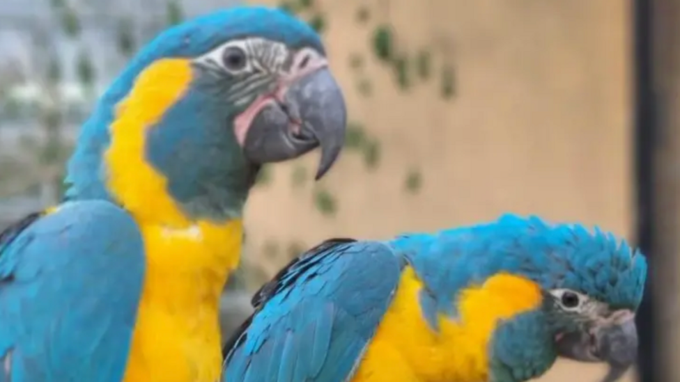 Zoo escape: Hunt underway for two missing parrots - BBC Newsround