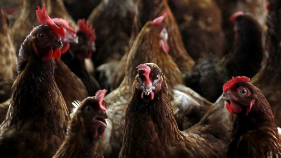 Bird flu confirmed at third commercial poultry farm near York - BBC News