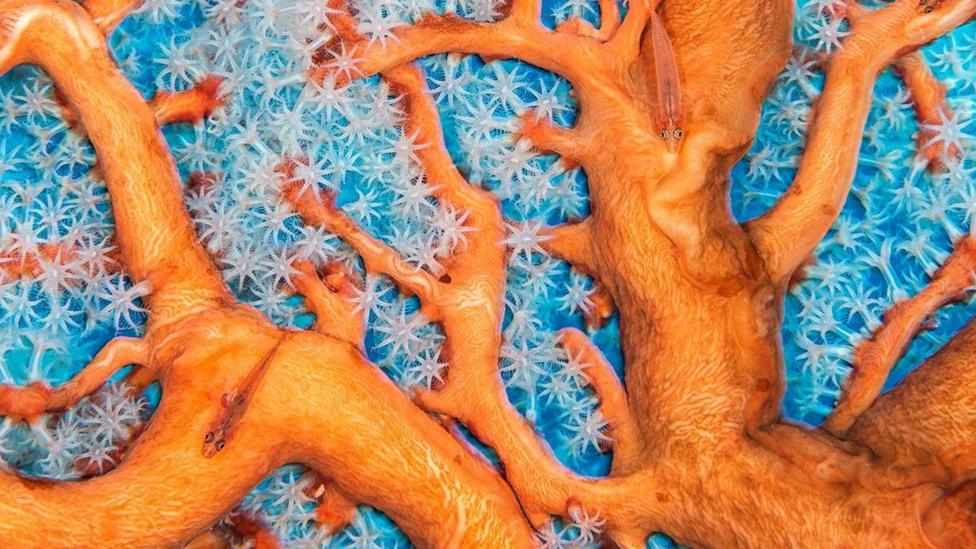 Wildlife photographer of the year exhibition opens in Brighton - BBC News