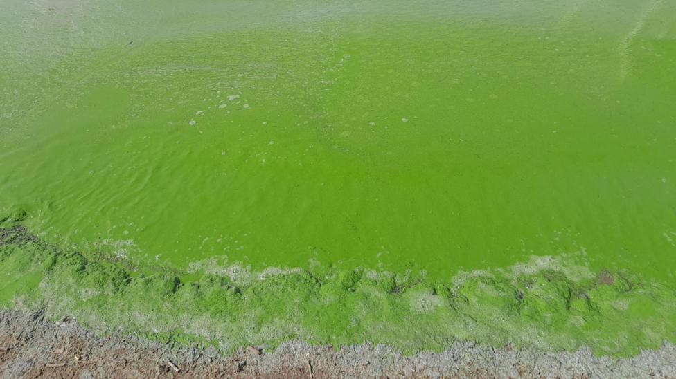What is blue-green algae and why is it such a problem? - BBC News
