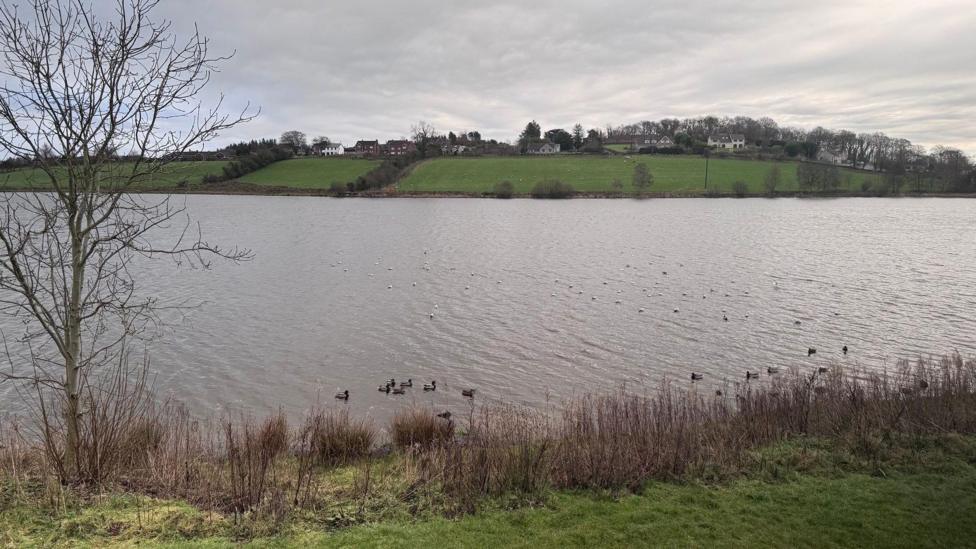 County Tyrone: Bird flu detected in three wild birds - BBC News