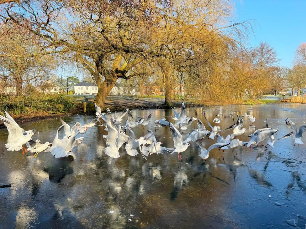 Your pictures on the theme of 'winter walks' - BBC News