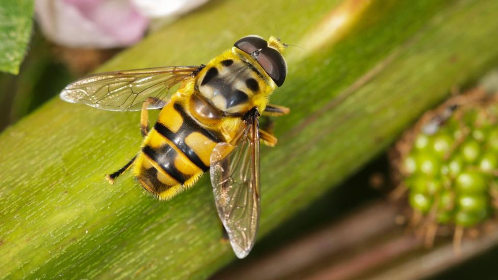 BBWOT and RHS call on gardeners to help protect hoverfly 'heroes' - BBC ...