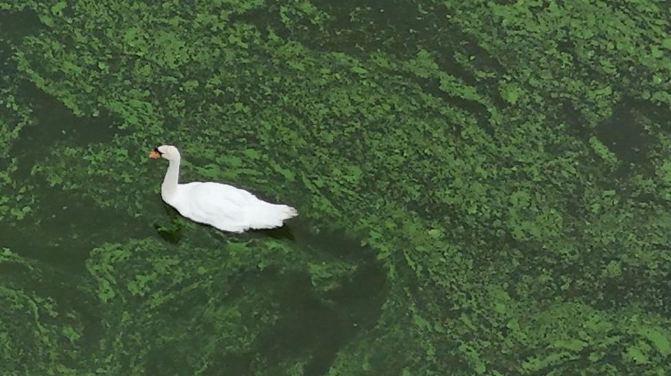 Lough Neagh: First case of blue-green algae confirmed in 2025 - BBC News