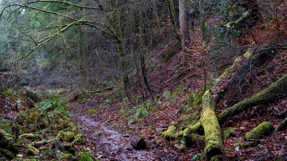 Forest of Dean expansion begins with planting of 120,000 trees - BBC News