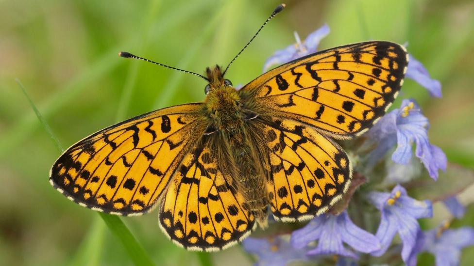 Charity hopes ban will boost butterfly population - BBC News