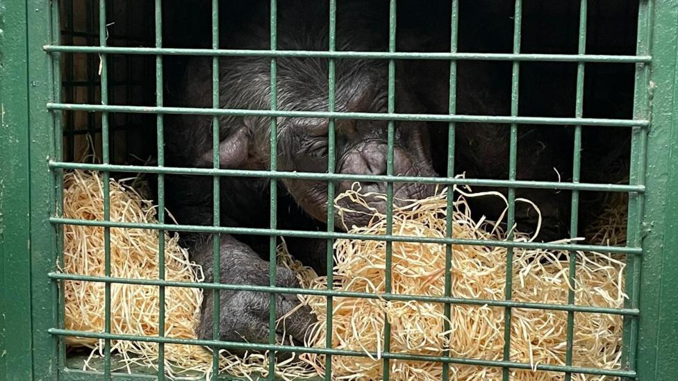 Peter the chimp leaves Twycross Zoo for new life in Scotland - BBC News