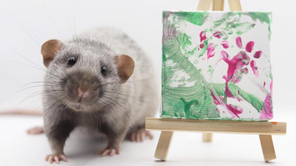 Rats' paintings sold to people around the world - BBC News
