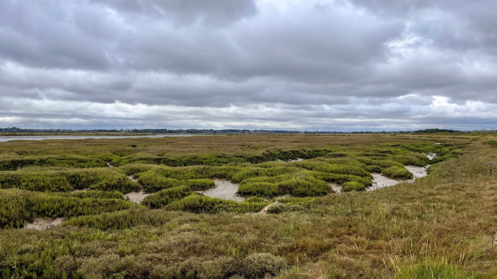 Calls to protect Essex saltmarshes as vital carbon stores - BBC News