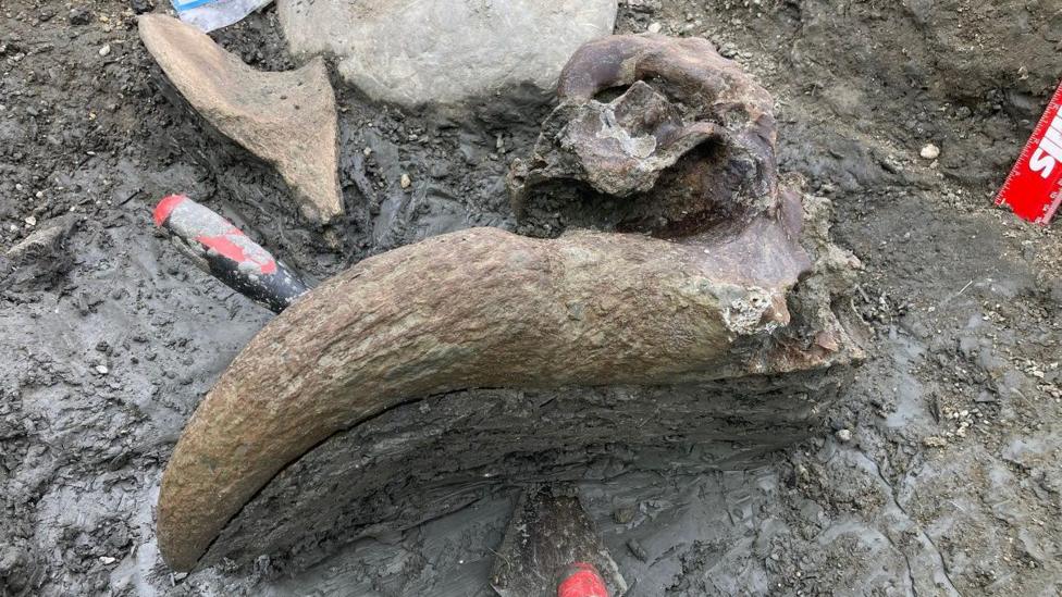 'Mammoth graveyard' near Cirencester yields more fossil wonders - BBC News