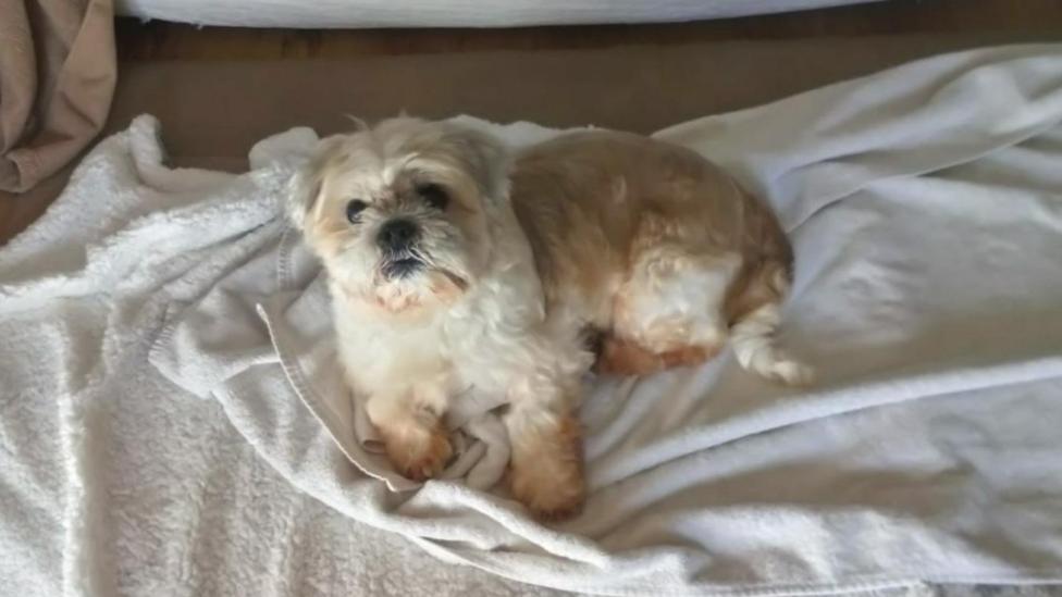 Dog walker injured as pet is fatally attacked in Derby - BBC News