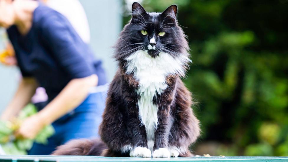 Cat of the Year: London safe house pet Marley wins national award - BBC ...