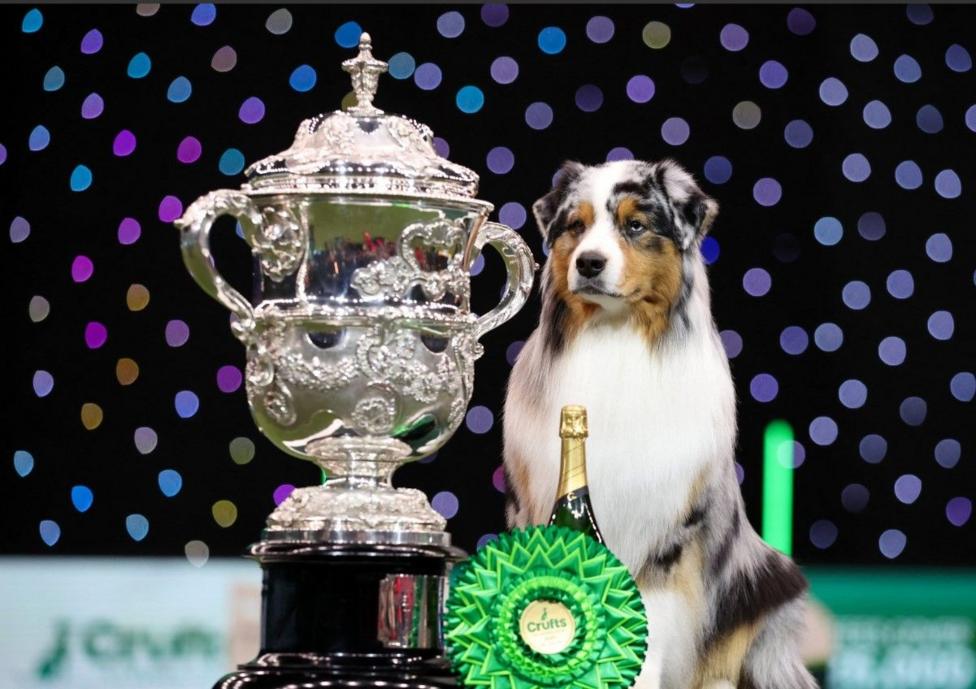 Crufts: Solihull Australian shepherd Viking crowned best in show - BBC News