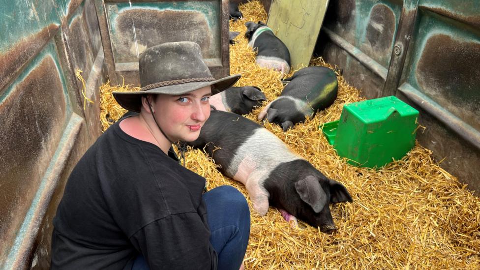 Dawdling pigs go backwards during annual 'race' in Bishopstone - BBC News