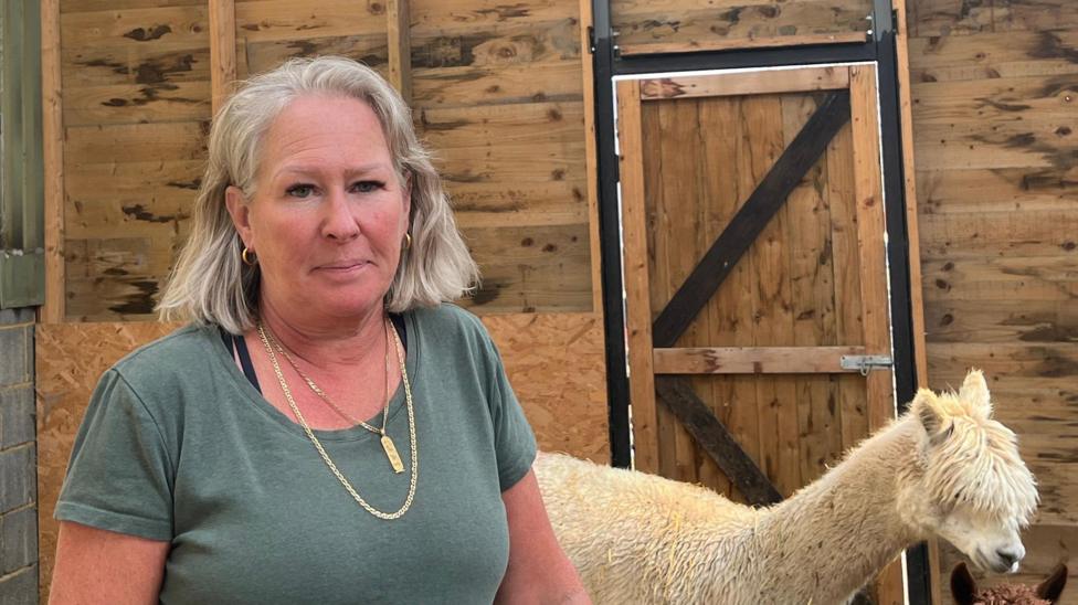 Owner of shot alpacas in Cambridgeshire seeks help to treat survivor ...